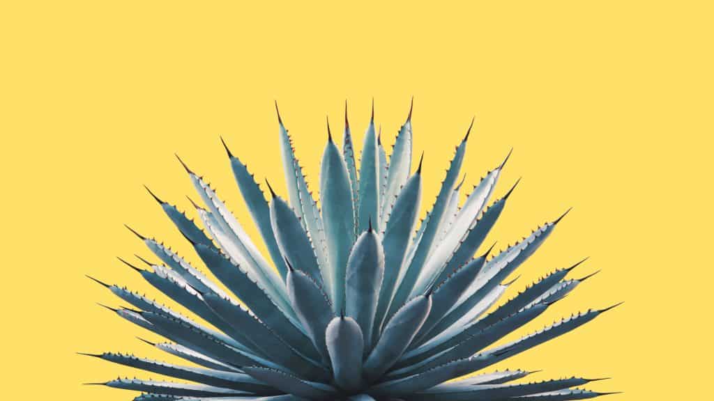 Agava: 6 načina na koje je svestrana i značajna biljka